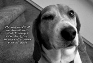 82 Funny Dog Quotes with Images